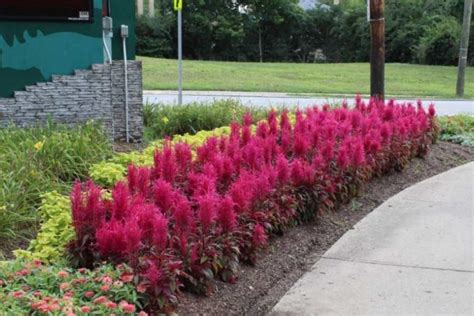 Dragons Breath Plant Care How To Solve Its Common Issues