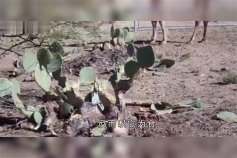 为什么骆驼这么喜欢吃仙人掌 隔着屏幕都感觉一阵刺痛 仙人掌 屏幕 骆驼