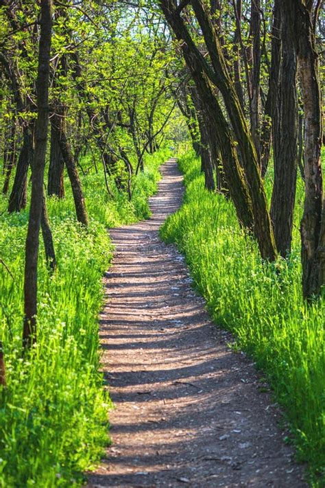 Spring Landscape View Of A Narrow Forest Path Through Tall Fresh