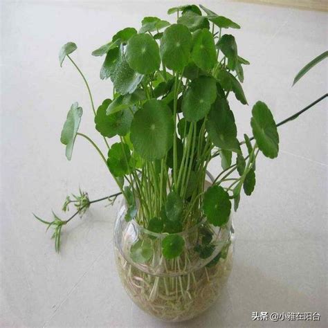 找一個玻璃瓶來養銅錢草一半泥一半水瘋著長漂亮又清新 每日頭條