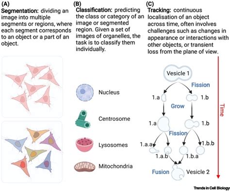 Opportunities And Challenges For Deep Learning In Cell Dynamics Research Trends In Cell Biology