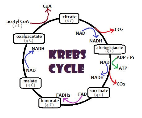 Biology A Level Revision On Tumblr