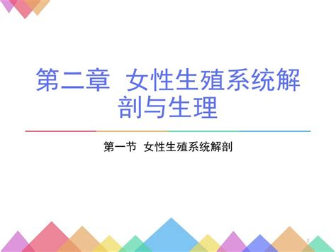 女性生殖系统解剖ppt课件word文档在线阅读与下载无忧文档