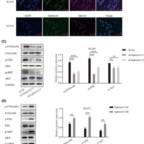 Ephrina3 Activates Oncogenic Pathways Of Luad Through Interaction With