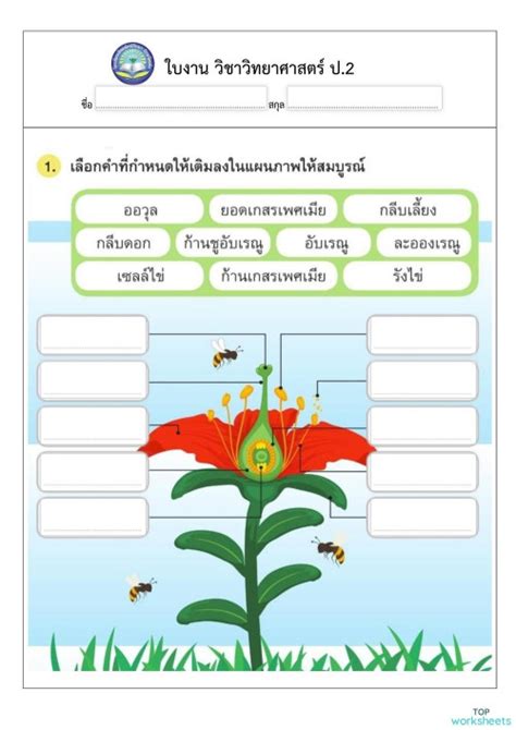 ใบงาน วิทยาศาสตร์ ป2 ครั้ง 3 ใบงานเชิงโต้ตอบ Topworksheets