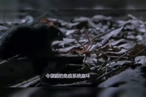 动物界最“疯狂”的动物，绝大部分有交配至死的习惯动物界习惯