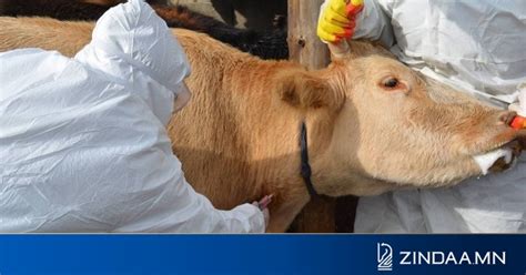 ХЭНТИЙ Шүлхий өвчнөөс сэргийлэх ажилд 97 эмч дайчлагдана