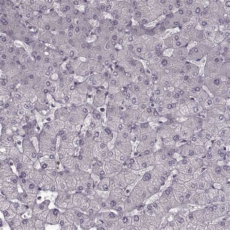 Cd28 Antibody Pa5 84832