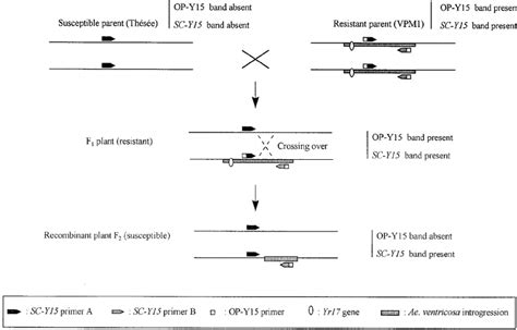 Schematic Representation Of The Recombination Event Leading To An F 2
