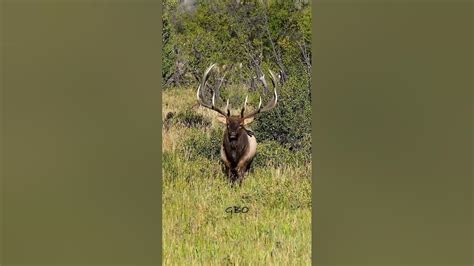 شاهد الظبي وسط الغابه Youtube