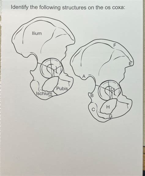 IE Appendicular Skeleton Structures On Os Coxa Diagram Quizlet