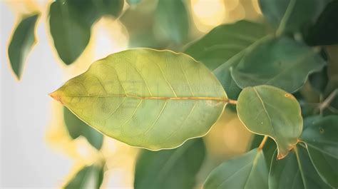 白昼数字艺术 樟树叶 Ai图片免费下载 Png格式 4368像素 编号69516774 千图网