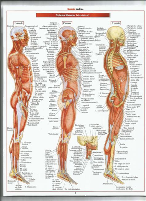Resumão Músculos Do Corpo Humano Anatomia Humana I