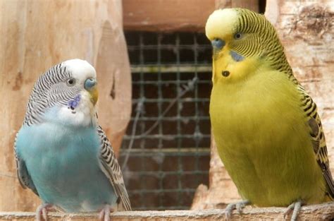 How To Train A Parakeet Tricks To Talk Hand Training And To Stop Biting