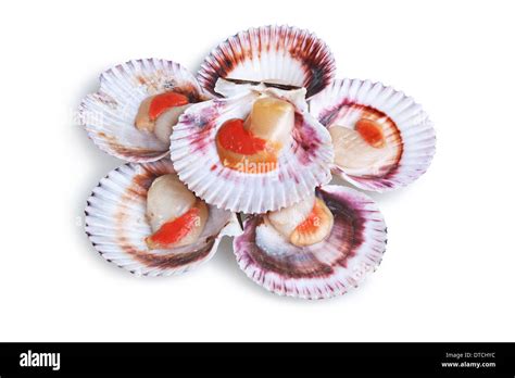 Scallop On The Half Shell Cut Out Stock Images And Pictures Alamy