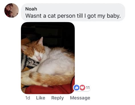 Cats On Catnip Fans Share The Stories Of How One Of Their Family Members Got Converted Into A