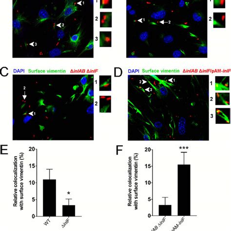 L Monocytogenes Interacts With Cell Surface Vimentin A Expression