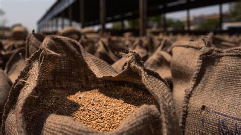Food Grain Production To Decline 6 In 2023 24 Says Govt Wheat Output
