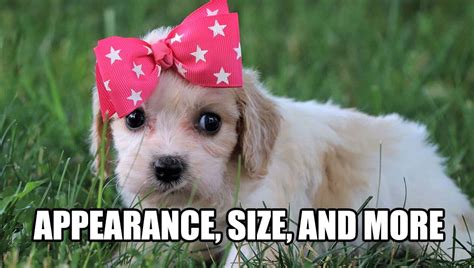 Mini Cavachon Appearance Size And More Cavachon Breed