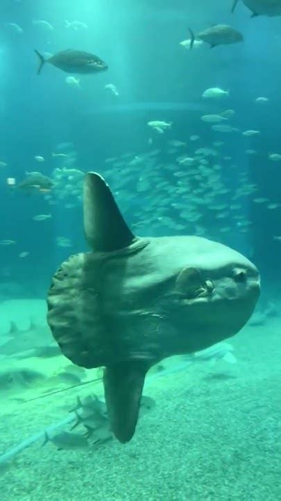 impossiblewaitforandhour 1000subscriber challenge 🐟🐟🐟 youtube