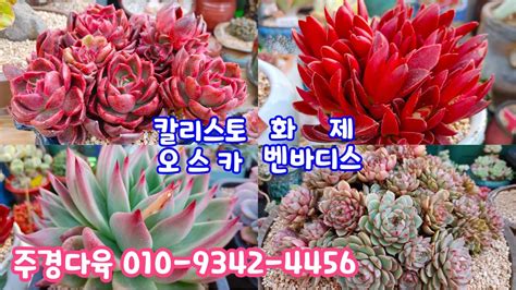230226📍주경다육 벤바디스 캐시미어 연봉 뉴헨의진주 콩란 로스코프 크림티 라디칸스 레인드랍 리얼레드 Youtube