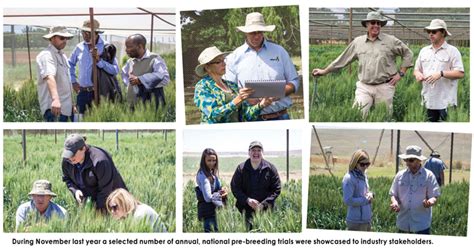 Germplasm Development Showcase Opens Eyes Sa Grain