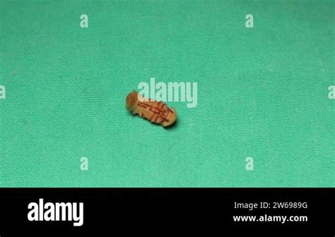 Mealworms On Green Background Pupa Mealworms Mealworms Superworm