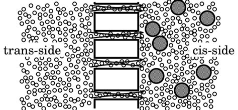Microscopic Schematic View Of Forward Osmosis Solvent And Solute