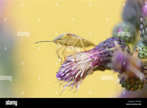Green Shield Bug Palomena Prasina Thistle Sitting Side View Stock