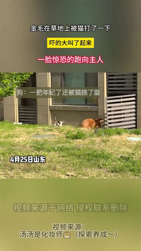 金毛在草地上被猫打了一下，吓的大叫了起来，一脸惊恐的跑向主人