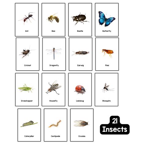 21 Insects • Montessori Cards • Flash Cards Nomenclature Cards Pdf