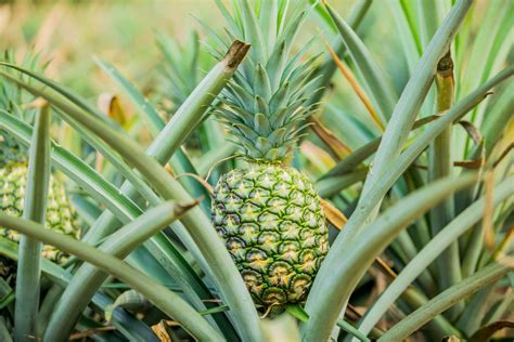 Whats The Difference Between Organic Certification And Non Gmo Verifi