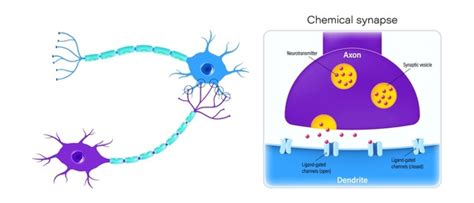 Thousand Diagram Synapse Royalty Free Images Stock Photos