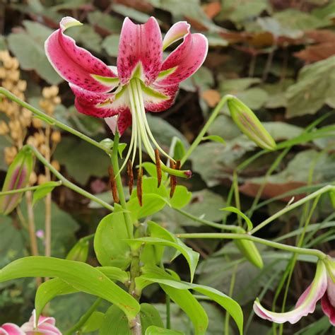 Lis (Lilium "Black Beauty")