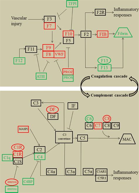 Simplified Coagulation Cascade And Complement System Featuring Download Scientific Diagram