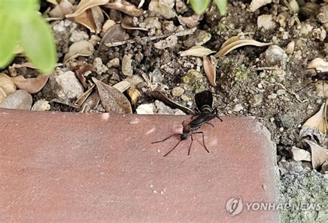 “으악 저게 뭐야 ” 가로등 뒤덮던 팅커벨떼 사라질까…서울시 조례 제정