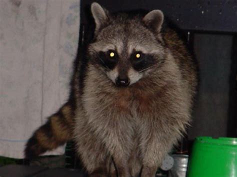 Racoon
