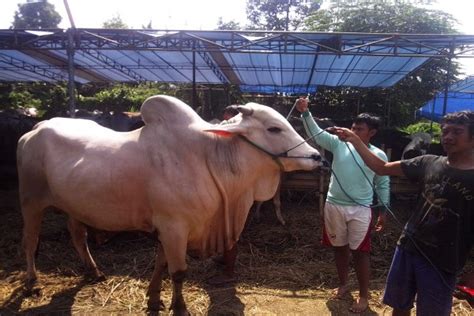 90 Persen Sapi Jantan Lokal Harus Dimandulisasi Antara News Megapolitan