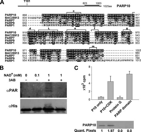 Enzymatic Activity Of Parp10 And Its Regulation By Cdk Phosphorylation