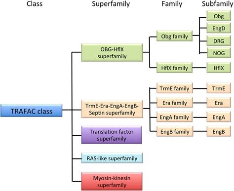 Classification Of Gtpases The Trafac Class Is A Member Of The P Loop Download Scientific