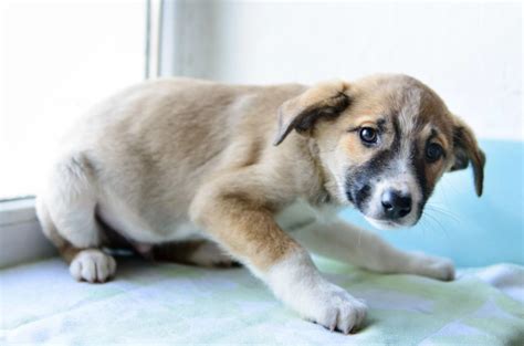 Собака дрожит без причины, как помочь, нужен ли ветеринар