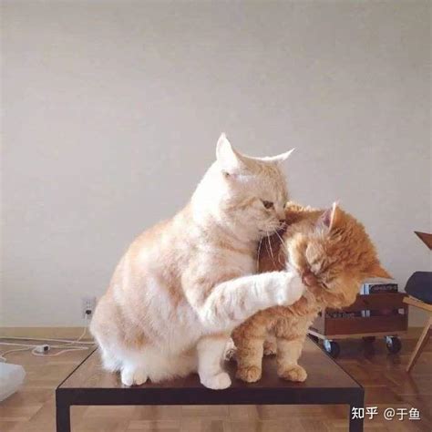 铲屎官“亲吻猫咪”的行为，在猫咪眼中意味着什么？ 知乎