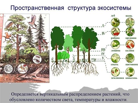 Структура экосистемы - презентация онлайн