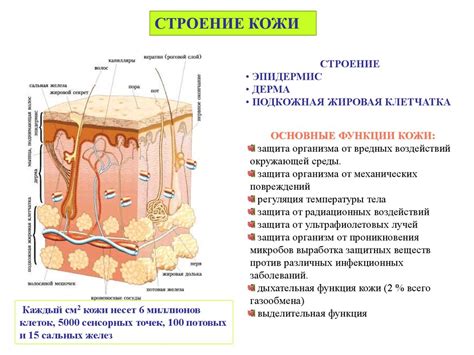 Строение кожи презентация онлайн