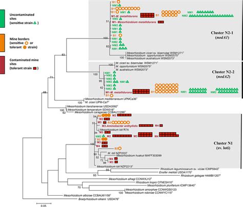 Maximum Likelihood Phylogenetic Tree Based On Partial Noda Gene