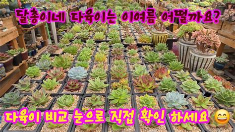 고온다습한 날씨에 달총이네 매장 아가들은 어떻게 지낼까요 하루아침에 떠나는 아가들 환기에 중점을두고 차광은 필수 묵둥이 창 다육이 이삐다육 달콤한총각다육