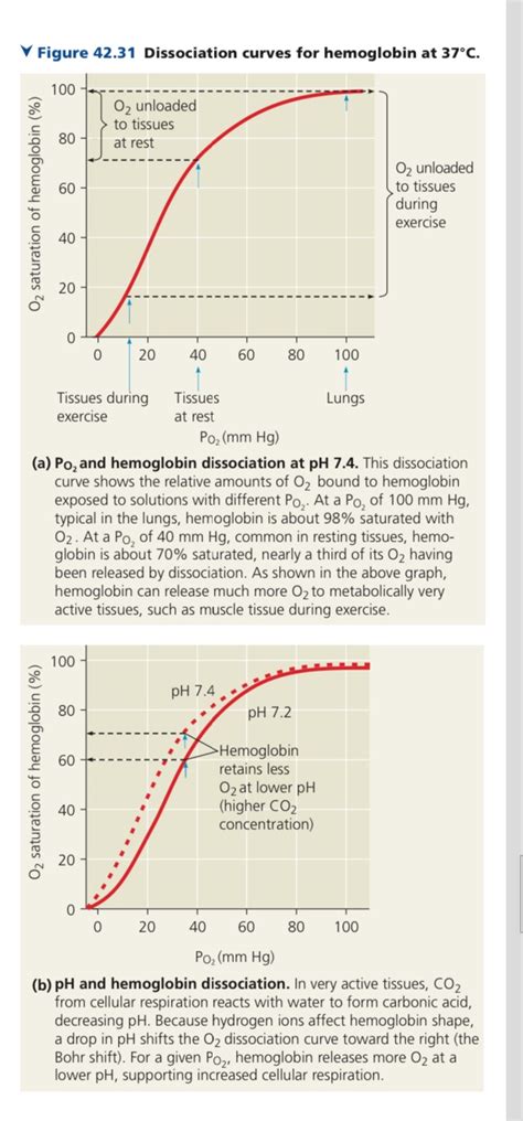Solved Examine The Hemoglobin Binding Curve In Figure