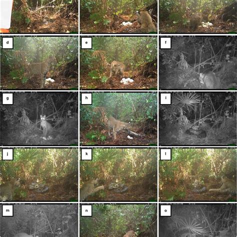 Selected Photo Sequence At A Burmese Python Python Bivittatus Nest