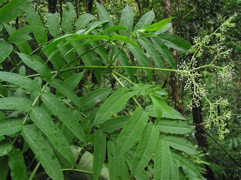 Sambucus Javanica Adoxaceae
