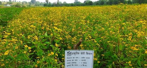 Pramel Kumar Gupta On Linkedin Niger Naturalfarming Chhindwara Agroecology Bees Farmer